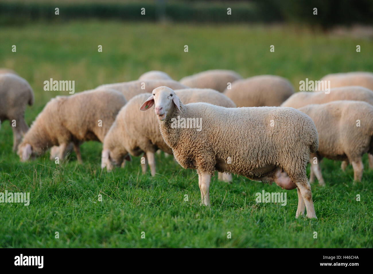 Domestic sheep, Ovis orientalis aries, flock of sheep, side view, stand ...