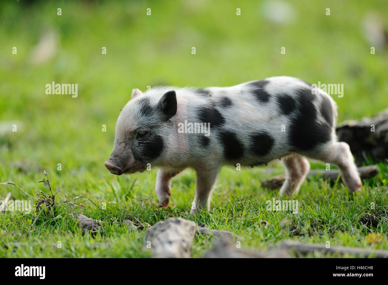 Vietnamese pendulous abdomen pig, piglet, side view, run Stock Photo ...