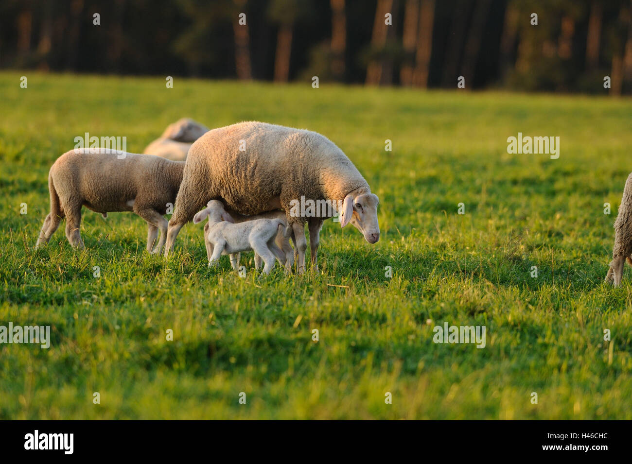 Hausschaf, Ovis orientalis aries, lamb, nurse, nut milk, side view ...