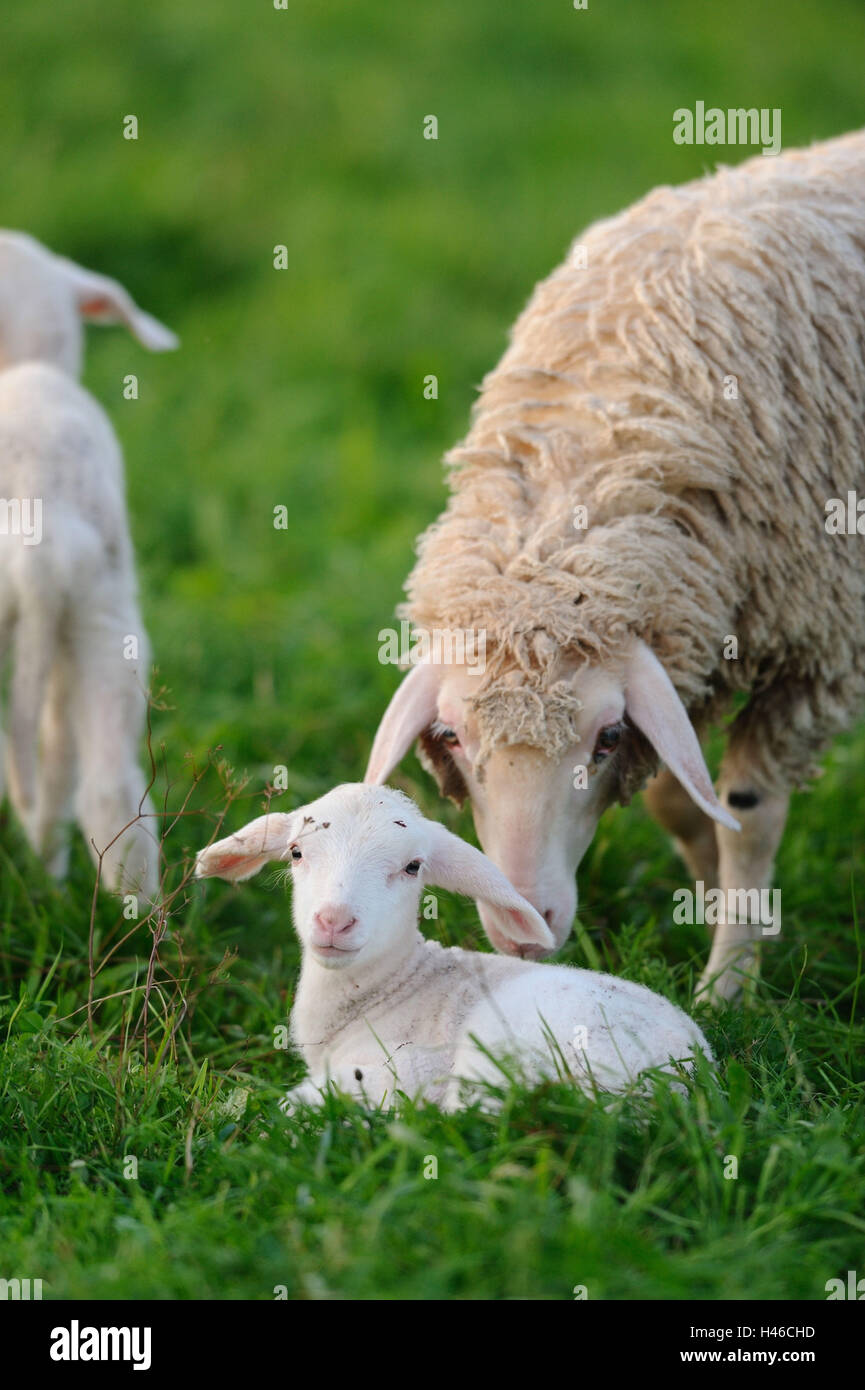 Domestic sheep, Ovis orientalis aries, lamb, sniff, side view, lying ...