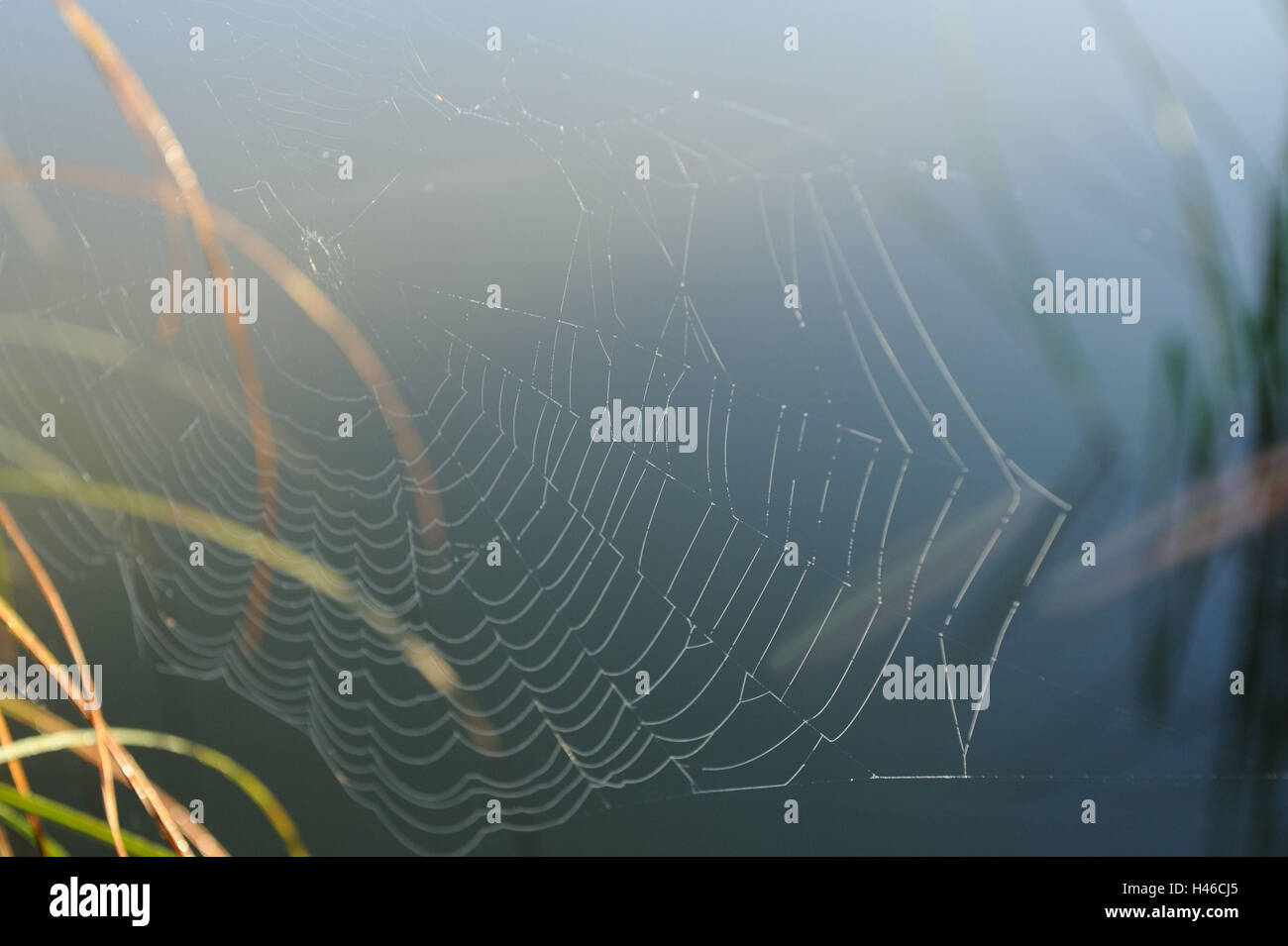 Spider network hi-res stock photography and images - Alamy