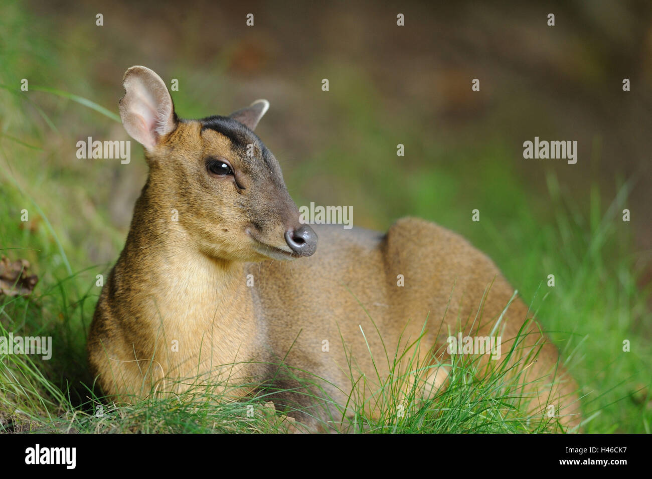 Chinese Muntjak, Muntiacus reevesi, lie, side view Stock Photo - Alamy