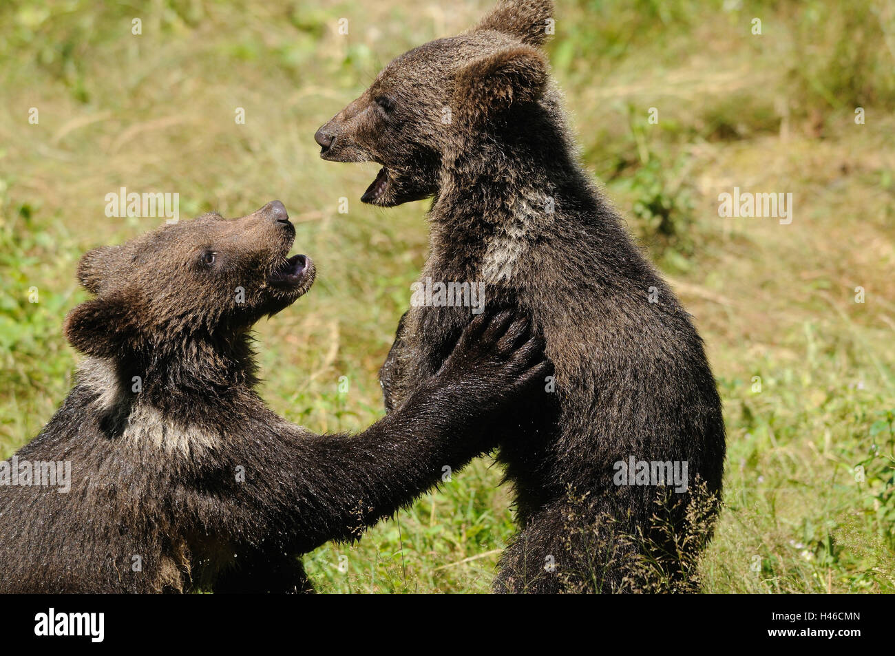 Brown bears, Ursus arctos, young animals, side view, stand, play hind ...