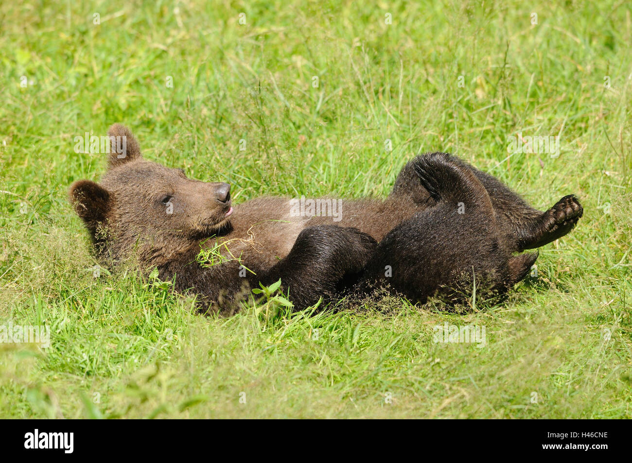 Brown bear, Ursus arctos, young animal, side view, back lie Stock Photo ...
