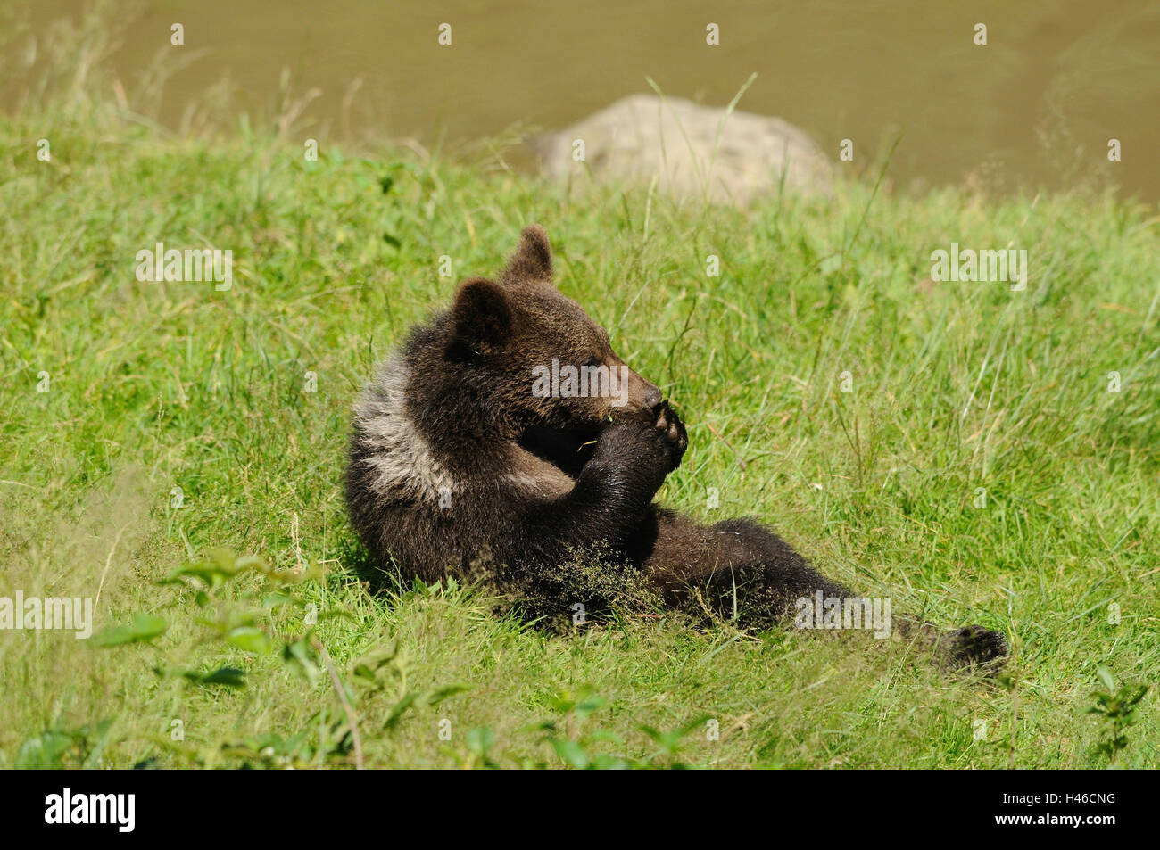 Back view and preview hi-res stock photography and images - Alamy