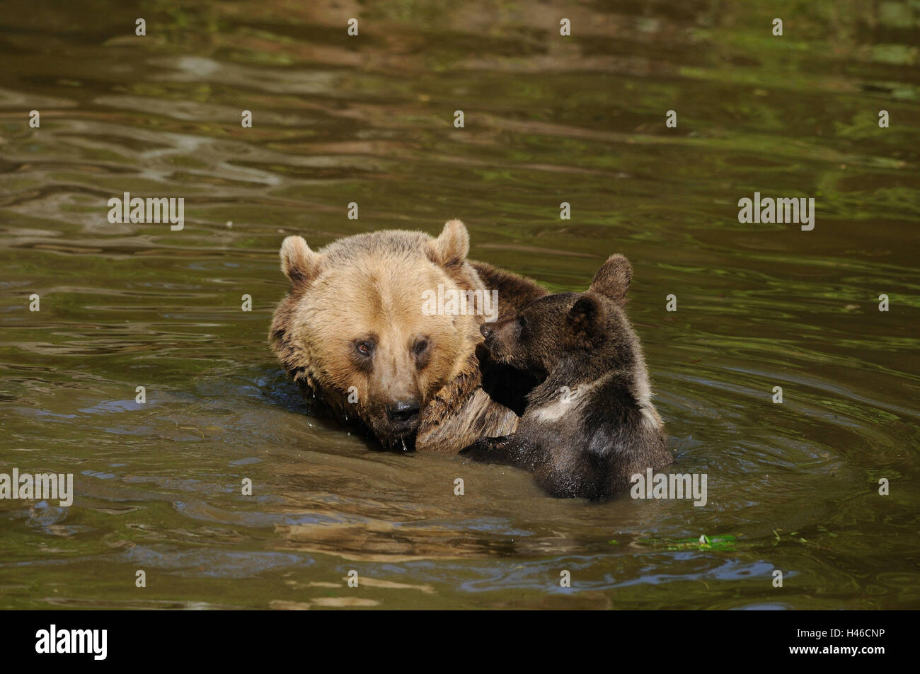 Brown bears, Ursus arctos, nut with young animal, water, head-on, play ...
