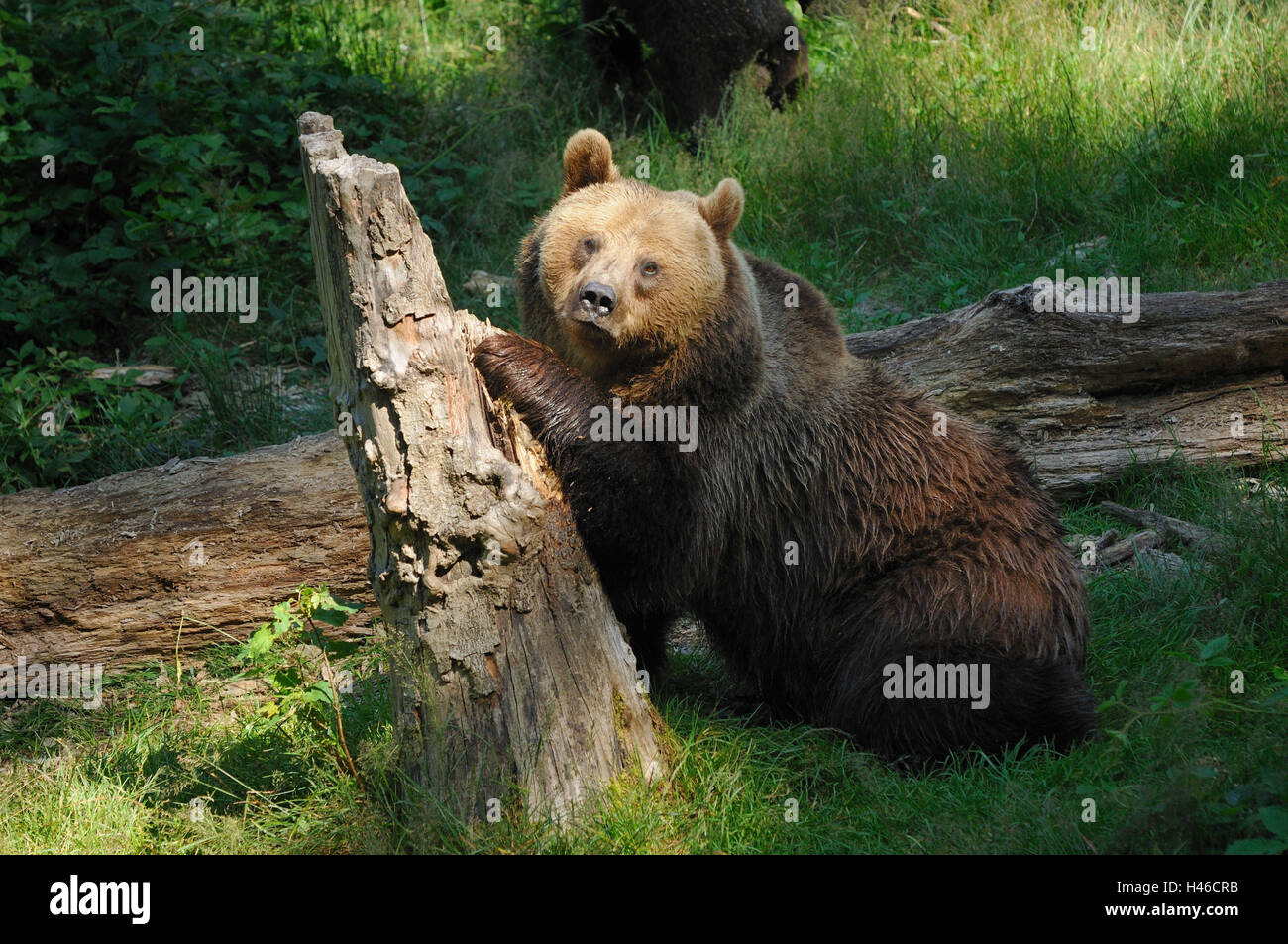 Brown bear side view hi-res stock photography and images - Alamy