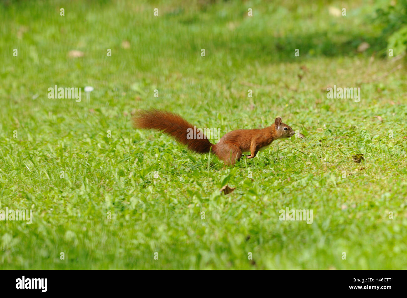Squirrels, Sciurus vulgaris, side view, running Stock Photo - Alamy