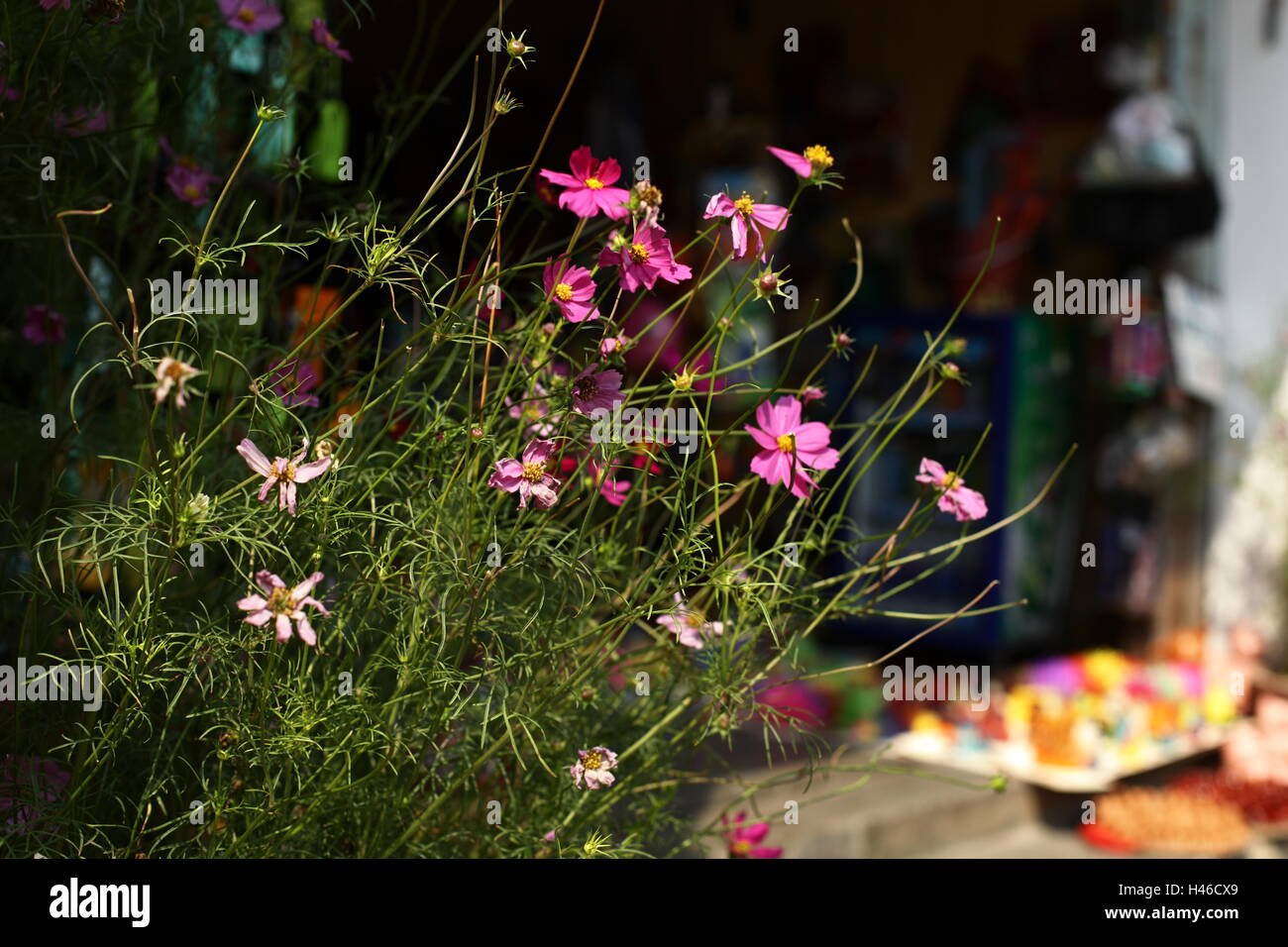 Pink Cosmos Flowers at sunrise Stock Photo - Alamy