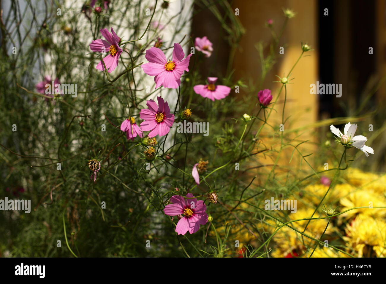 Pink Cosmos Flowers at sunrise Stock Photo - Alamy