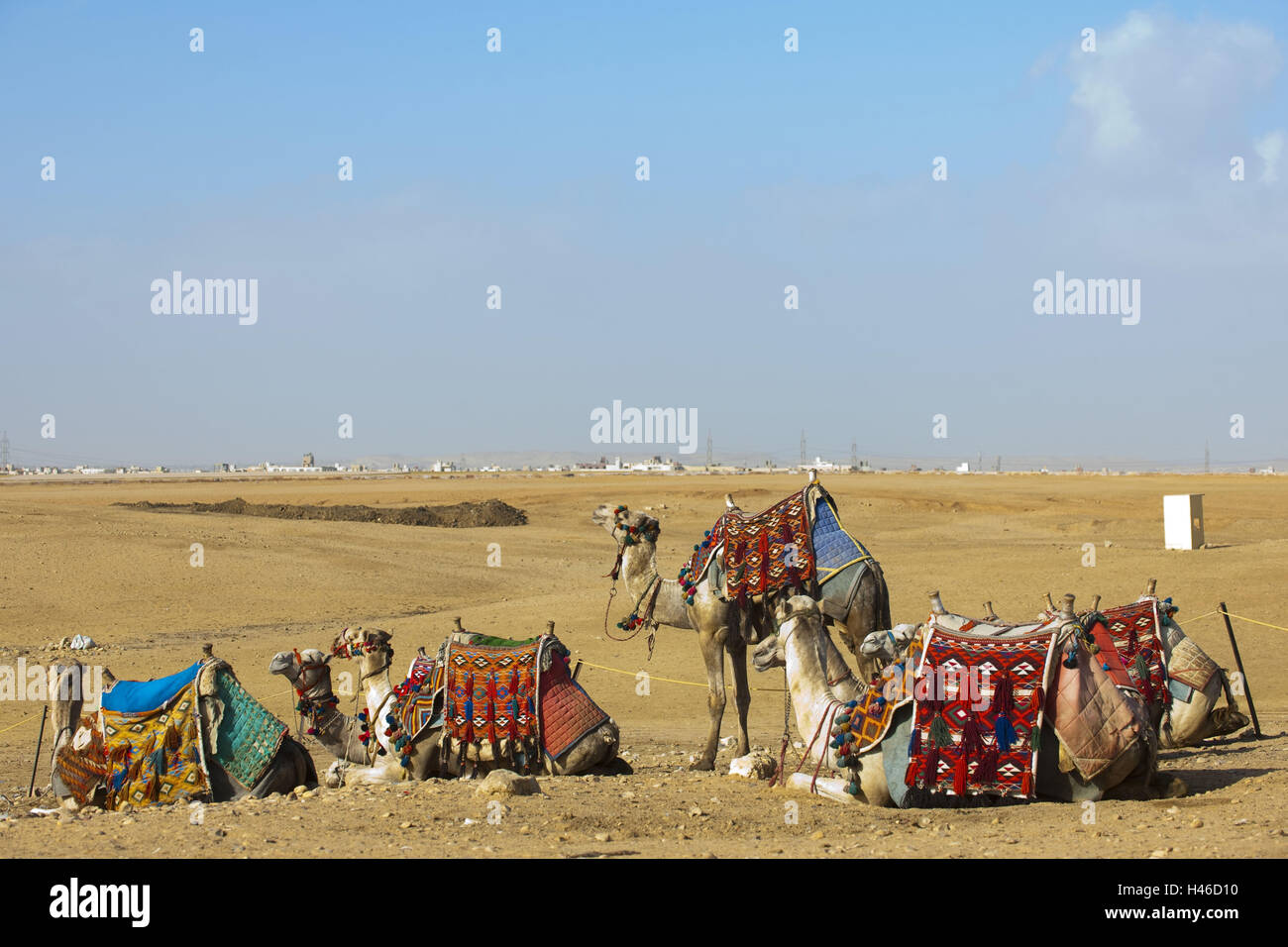 Camels riding at pyramids desert hi-res stock photography and images - Alamy