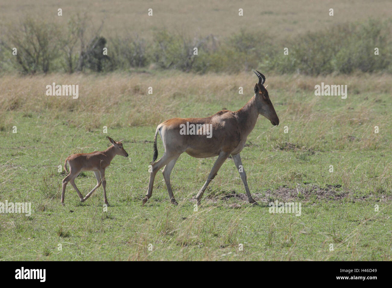 Cow's antelope with young animal Stock Photo - Alamy