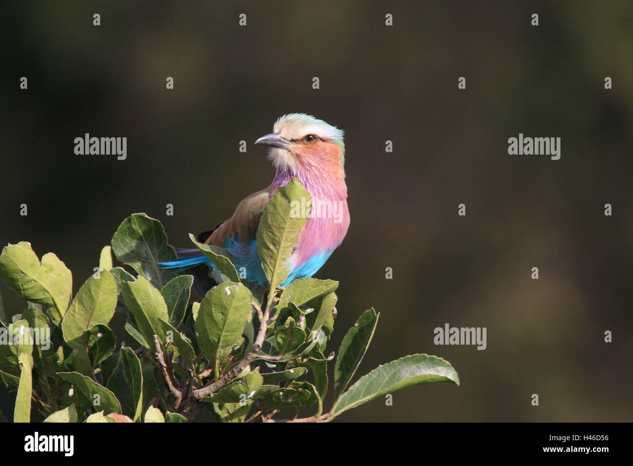 Racke Bird High Resolution Stock Photography and Images - Alamy