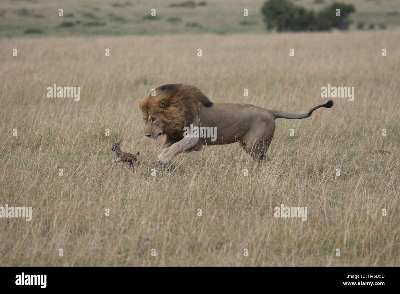 Lion hunt gazelle hi-res stock photography and images - Alamy