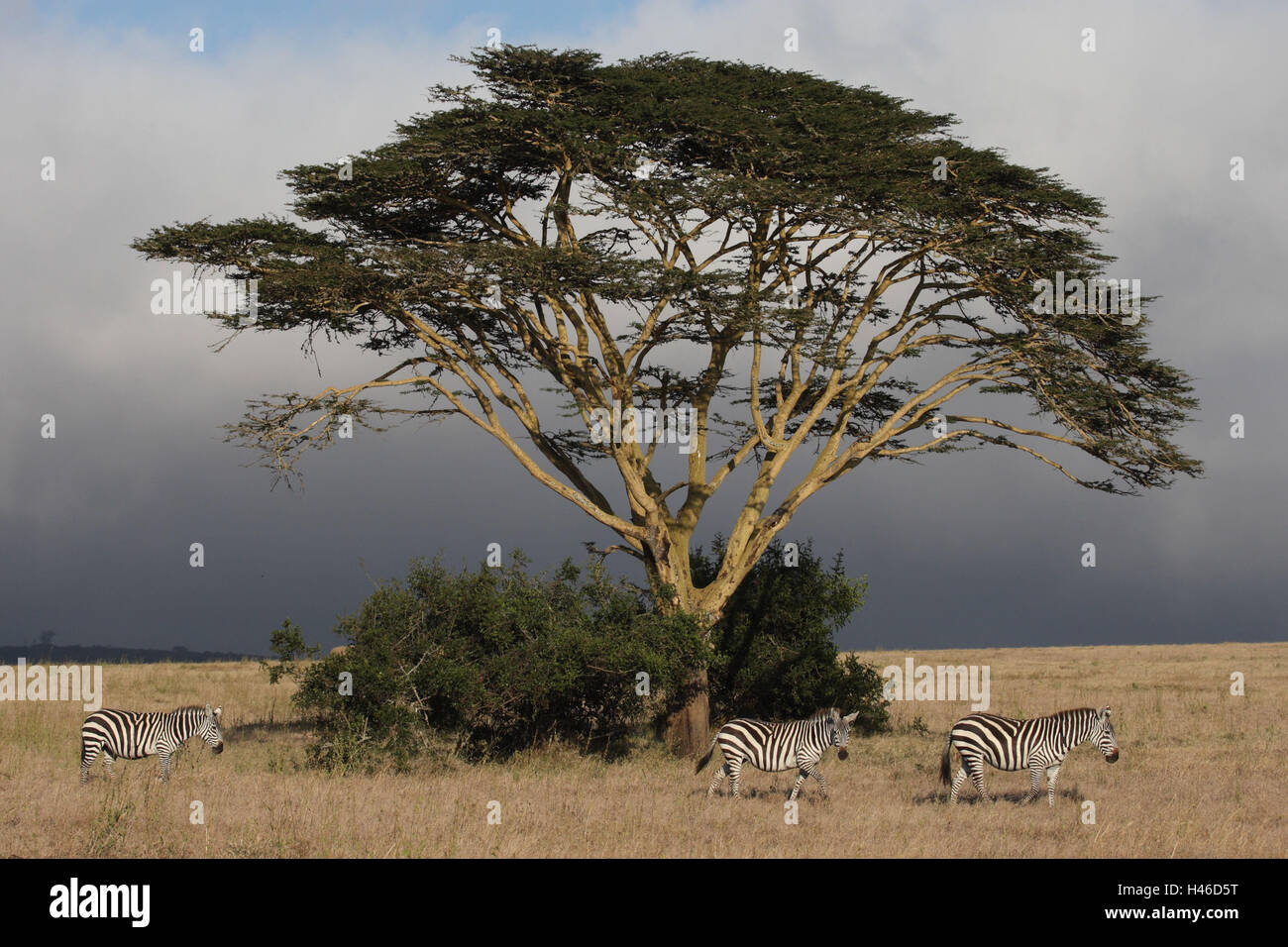 Acacia tree hi-res stock photography and images - Alamy
