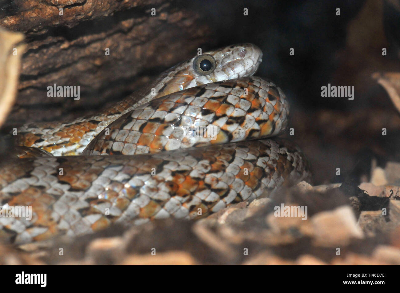 Pit adder hi-res stock photography and images - Alamy
