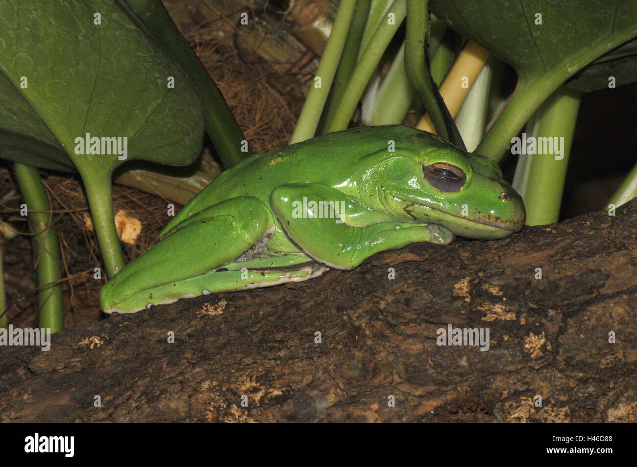 Tree frog, asleep Stock Photo - Alamy