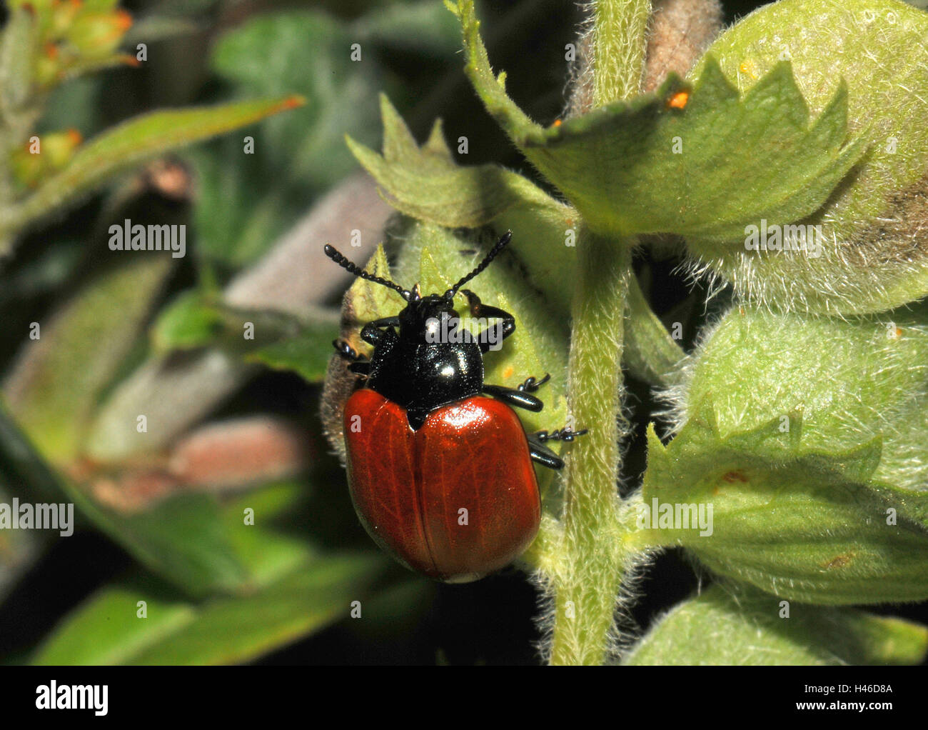 Poplar leaf beetle on plant Stock Photo - Alamy