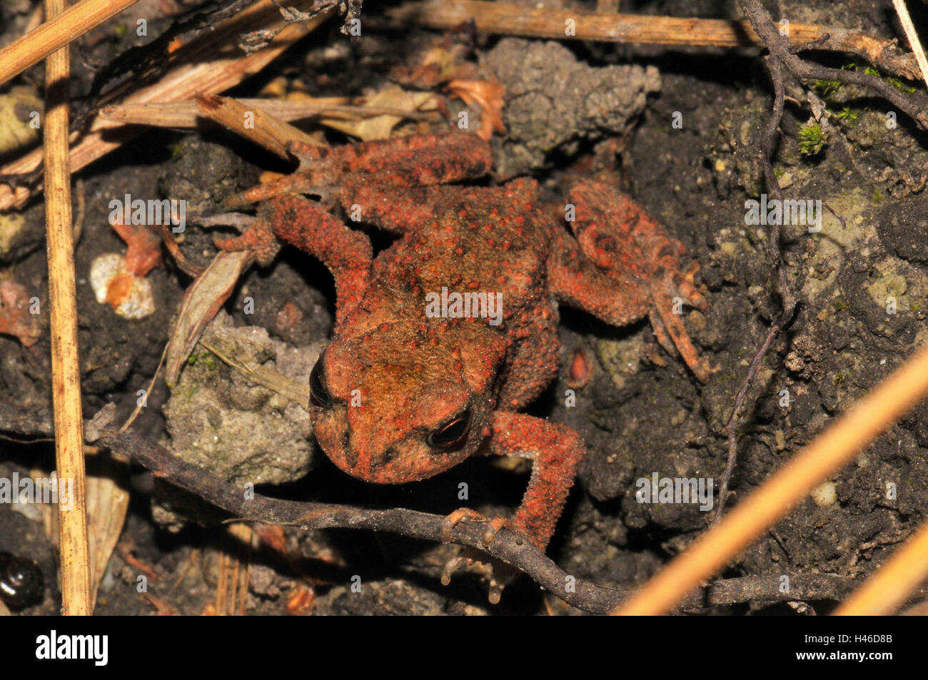 Earth toad on damp floor Stock Photo - Alamy