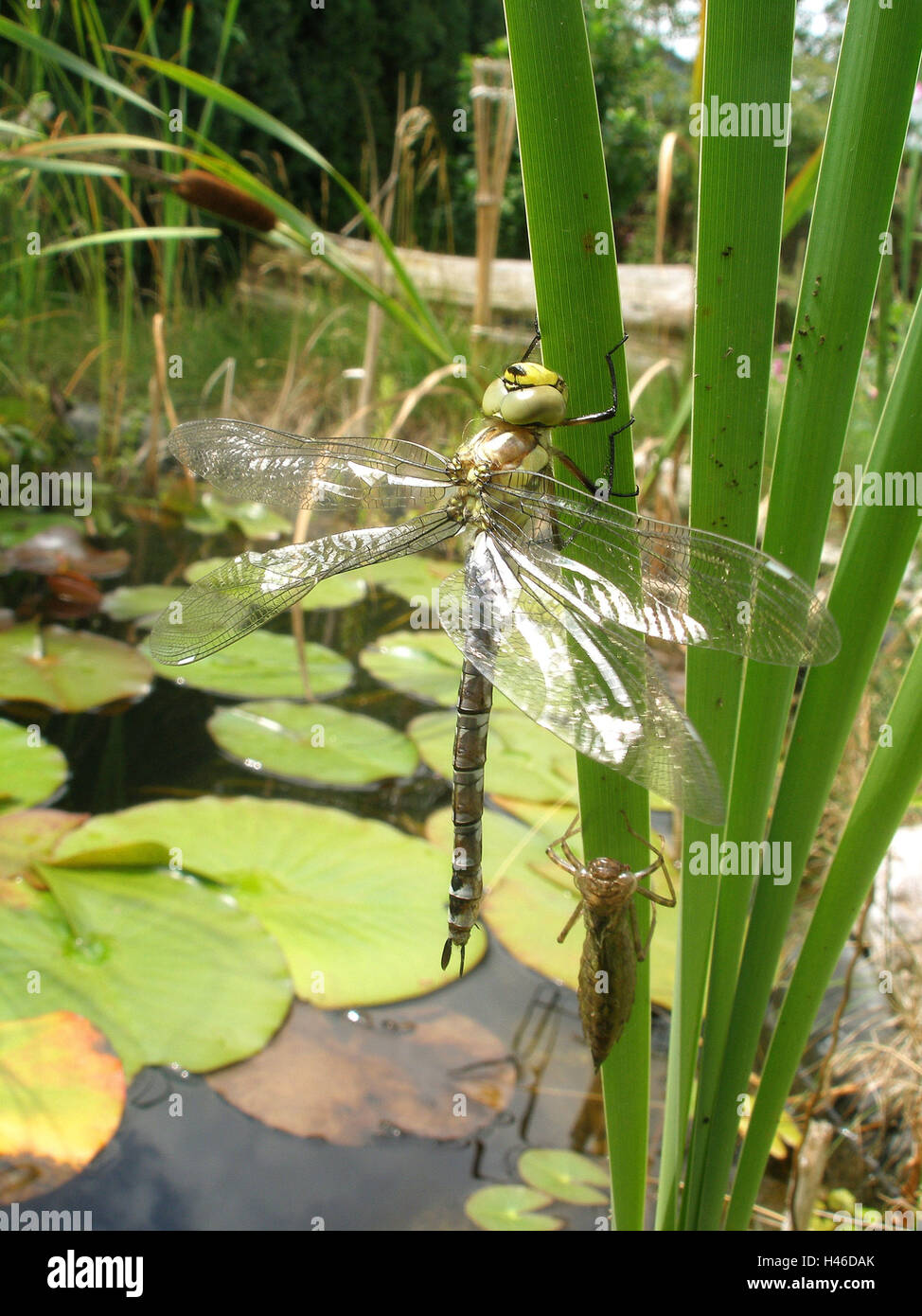 Reed stalk hi-res stock photography and images - Alamy