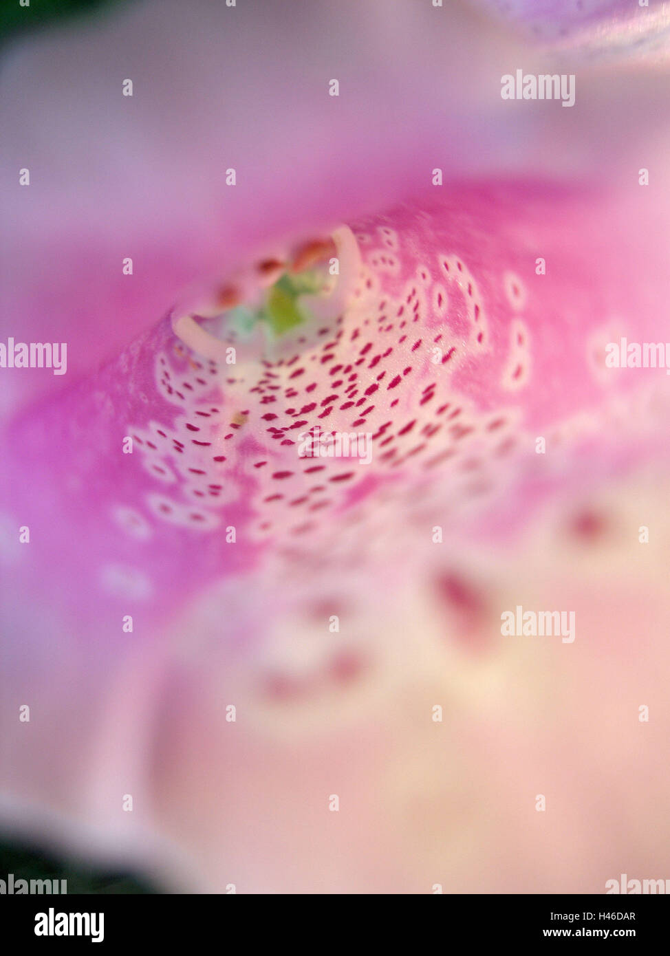 Red thimble, blossom, close up, head-on Stock Photo - Alamy