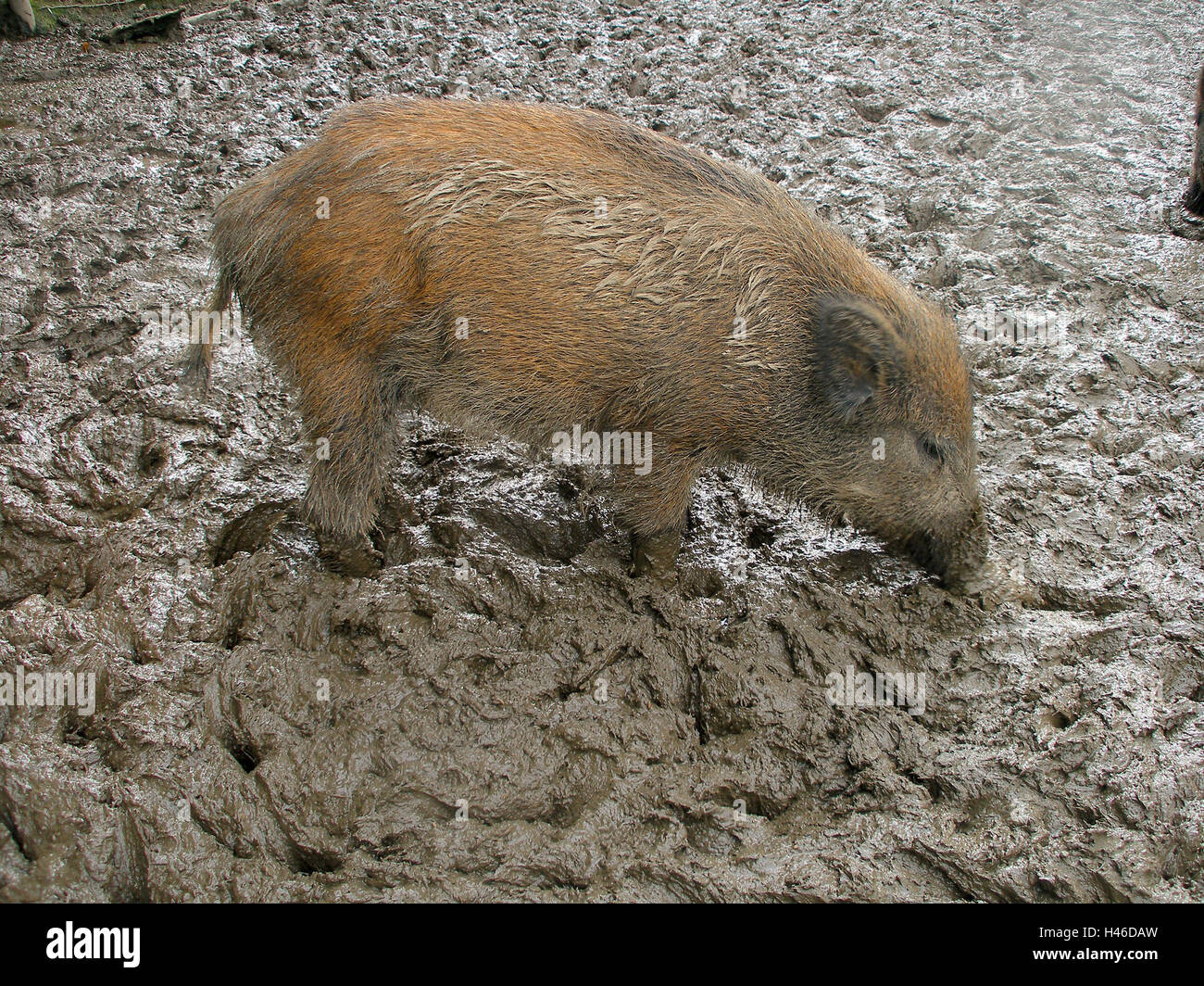 Boar sus scrofa burrow High Resolution Stock Photography and Images - Alamy