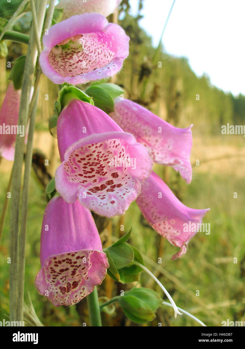 Red thimble, blossoms, close up, head-on Stock Photo - Alamy