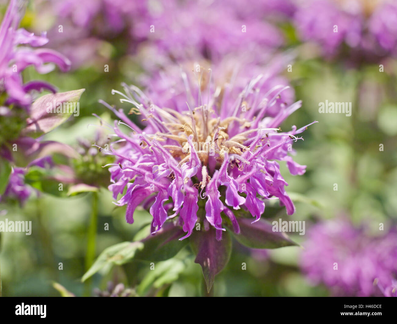 Monarda didyma hi-res stock photography and images - Alamy
