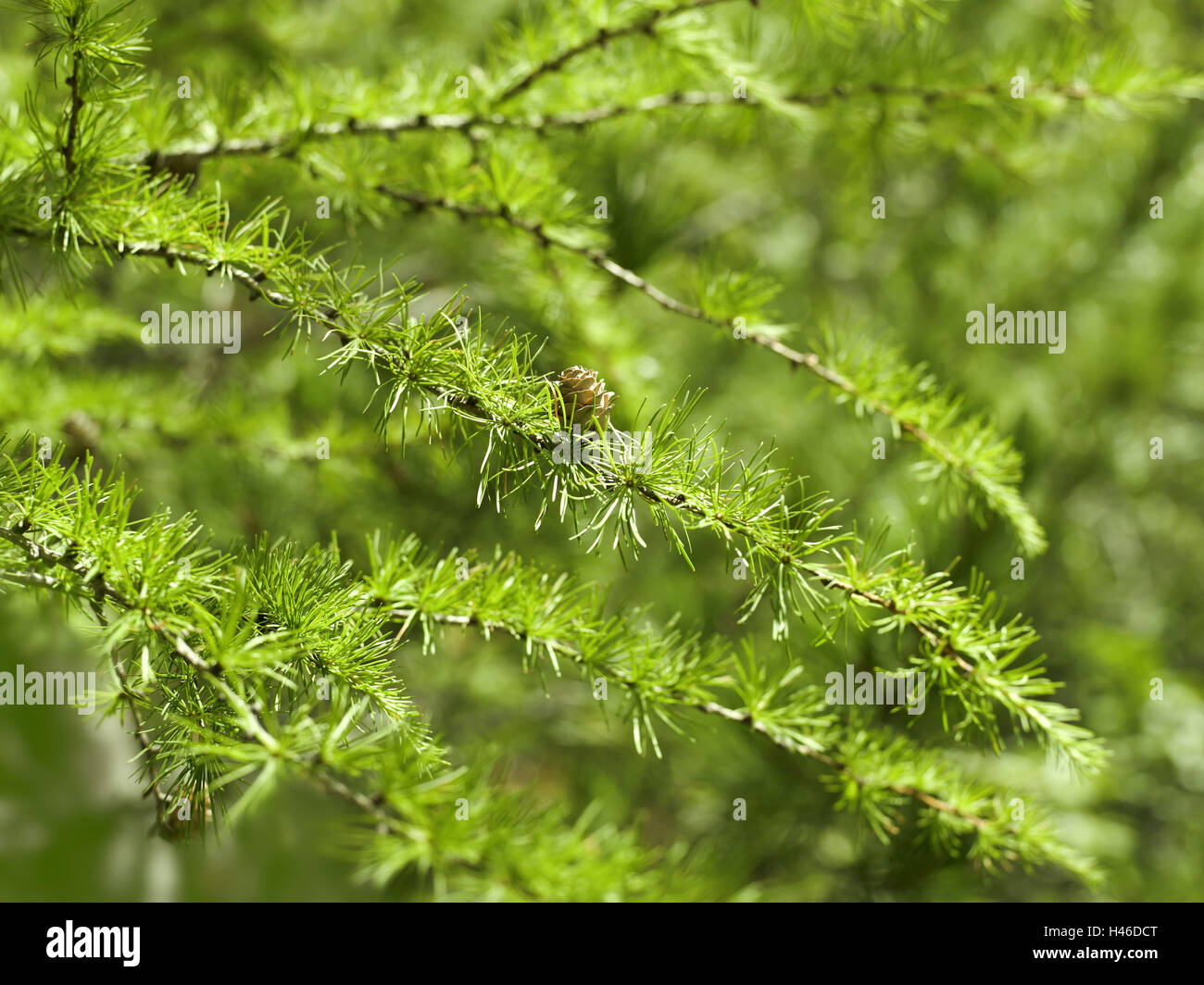 Larch twigs, Larix decidua, pine plants, larch tree, close up Stock ...