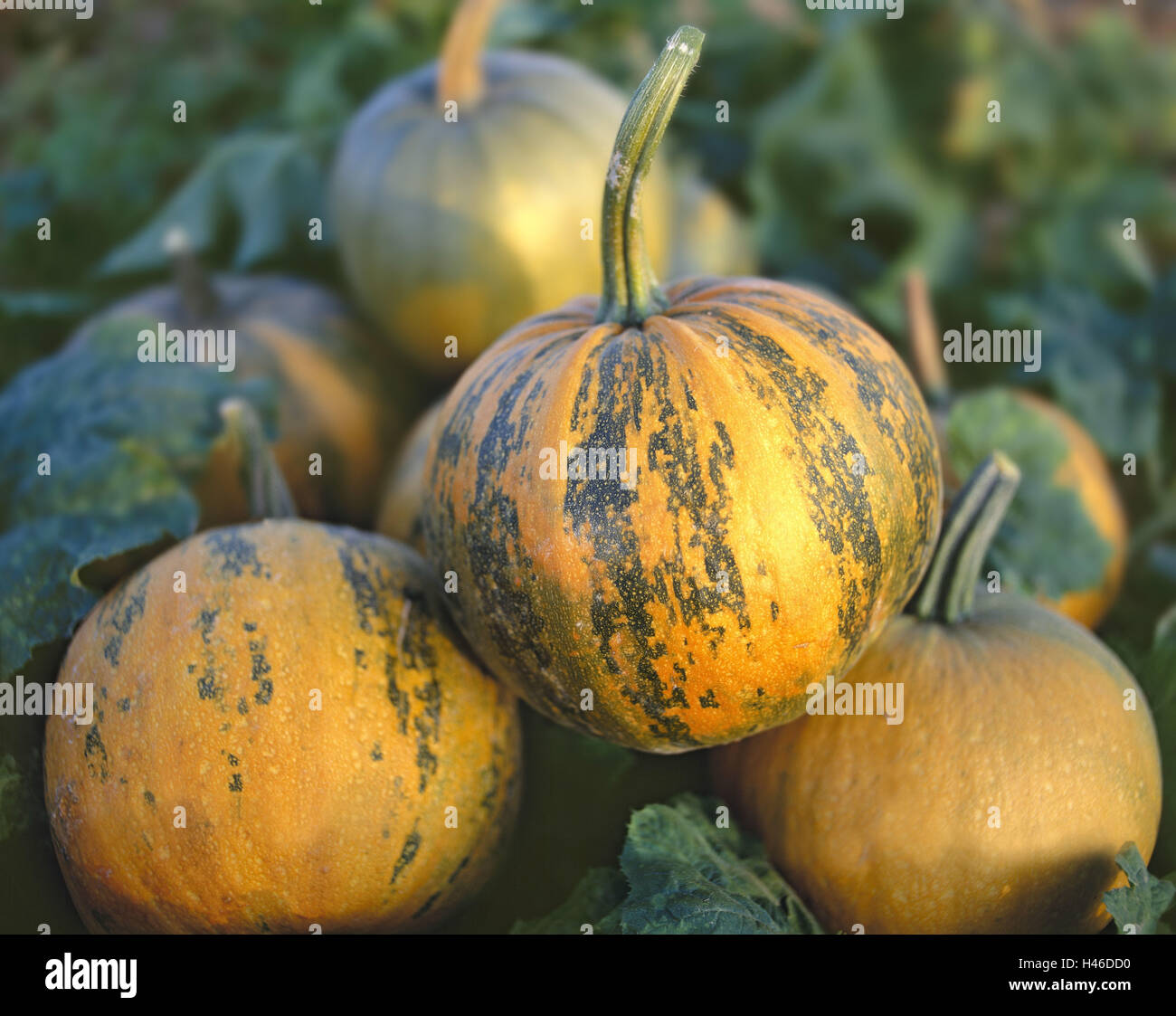Nuclear pumpkin, Cucurbita, pumpkin plants, pumpkin field, the morning ...