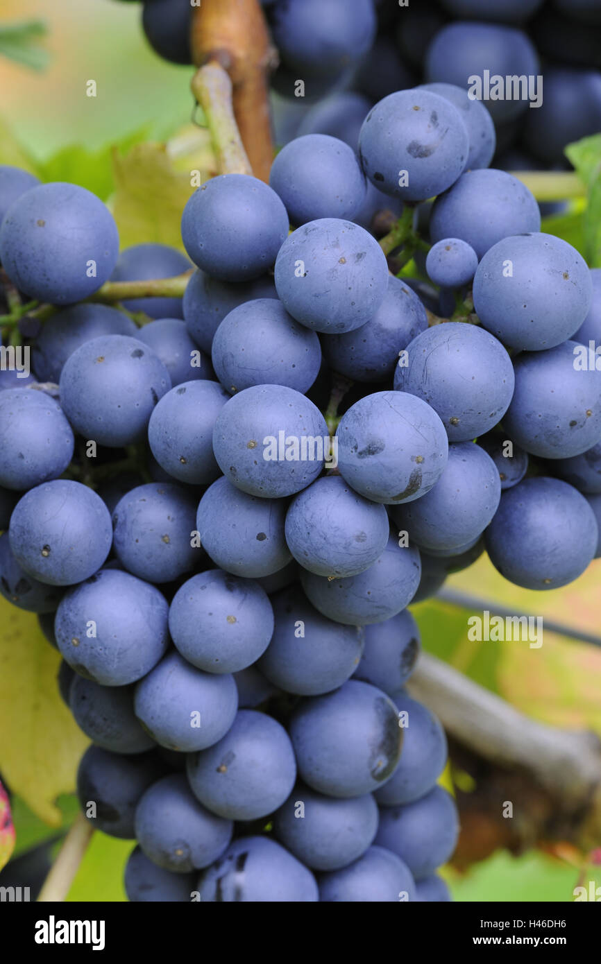 Vine, grapes, blue Stock Photo - Alamy