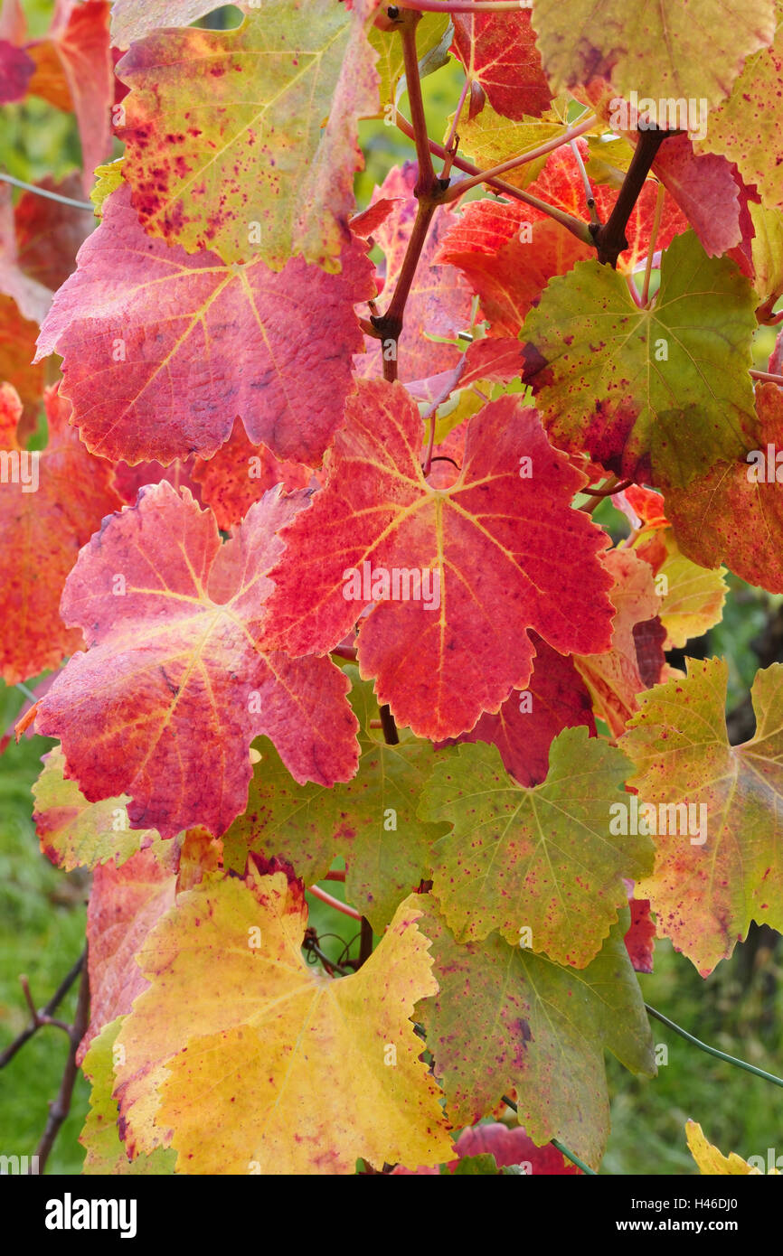 Vine, vine leaves Stock Photo - Alamy