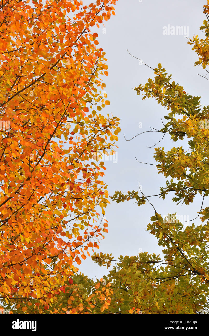 Trees, autumn foliage Stock Photo - Alamy