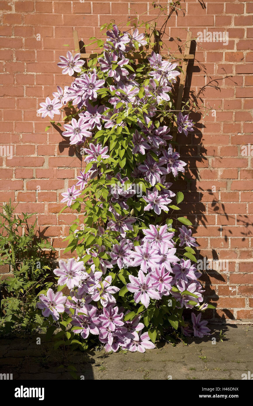 Clematis House High Resolution Stock Photography and Images - Alamy