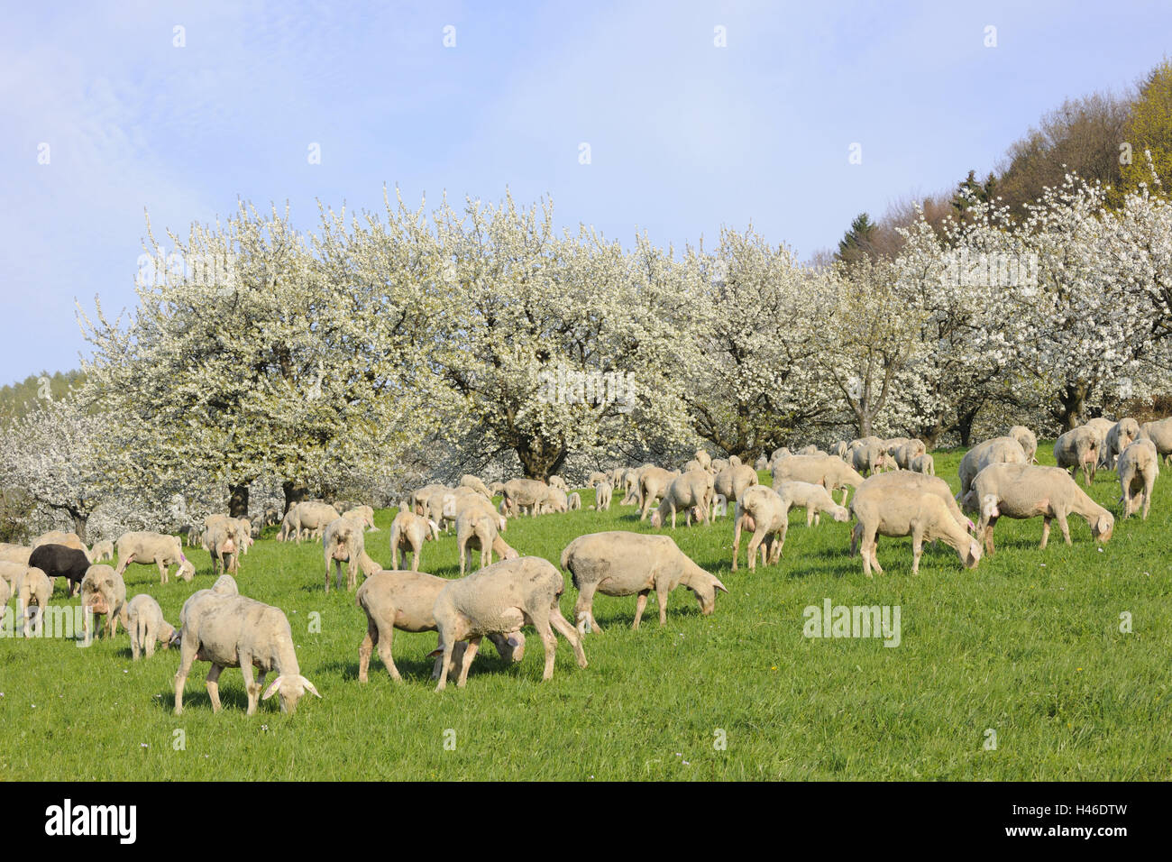 Put out to pasture cattle hi-res stock photography and images - Alamy