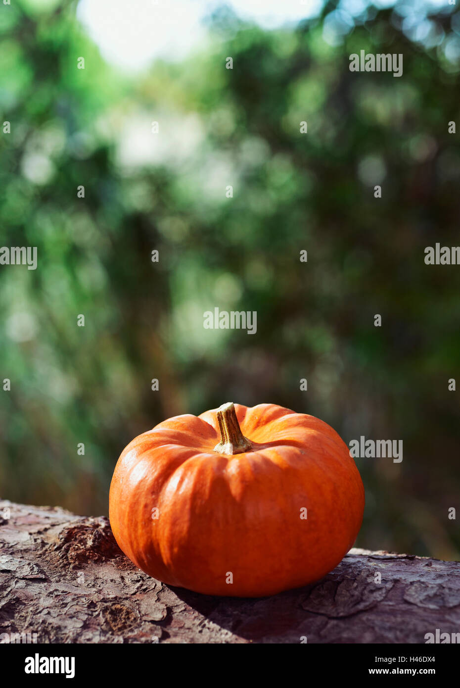 Pumpkin tree hi-res stock photography and images - Alamy