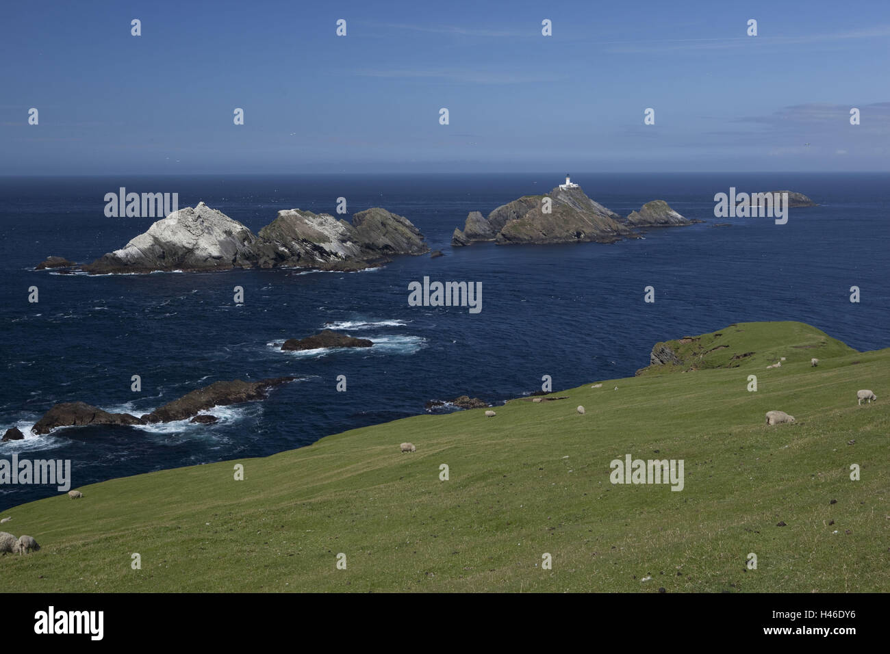 Shetland islands, island Unst, Hermaness, rock Muckle Flugga, sheep ...
