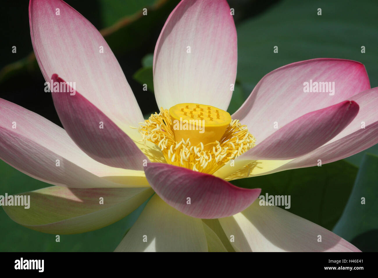 Indian Lotus Plant High Resolution Stock Photography and Images - Alamy