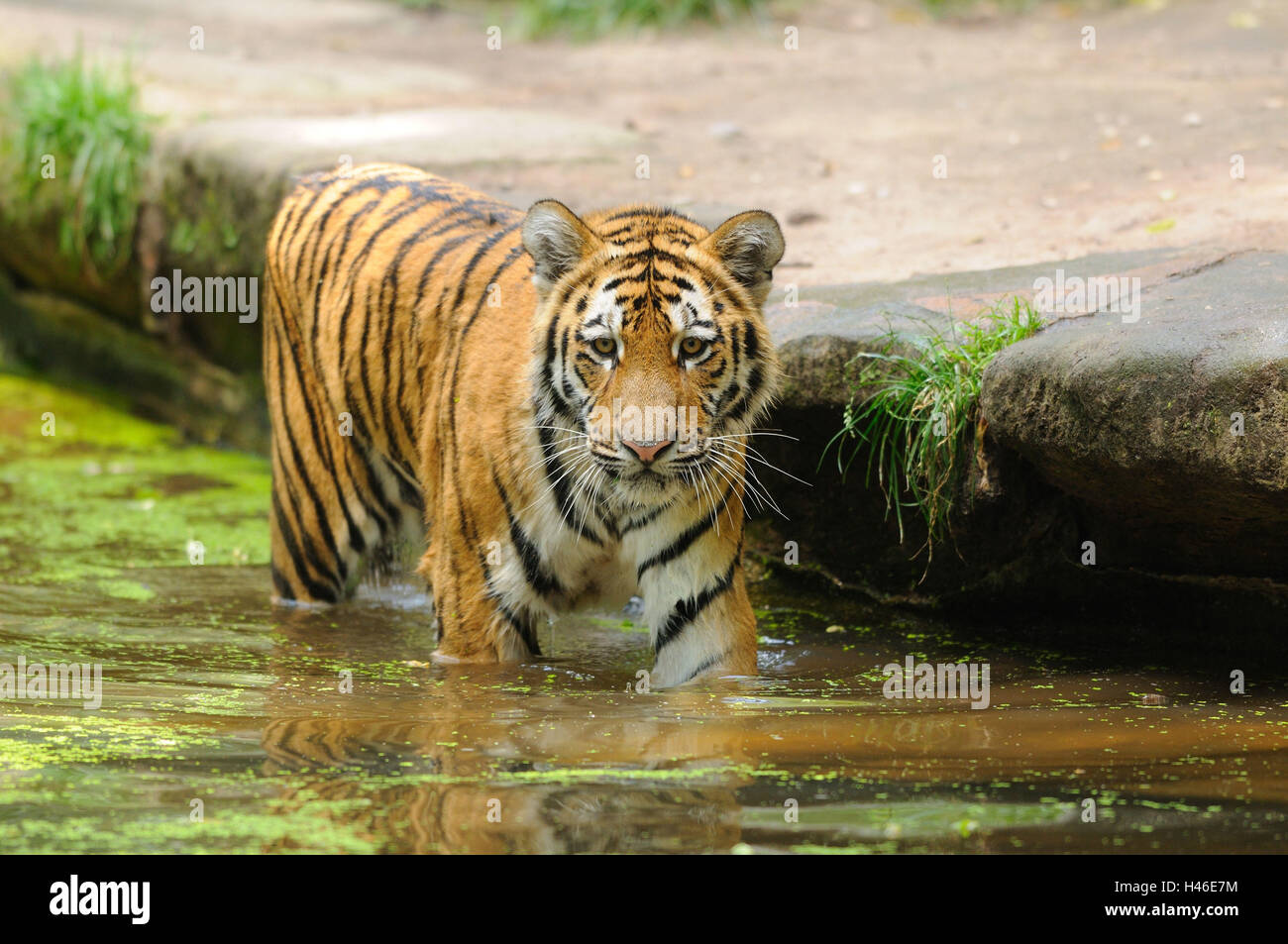 Siberian tiger, Panthera tigris altaica, shore, water, head-on, go ...