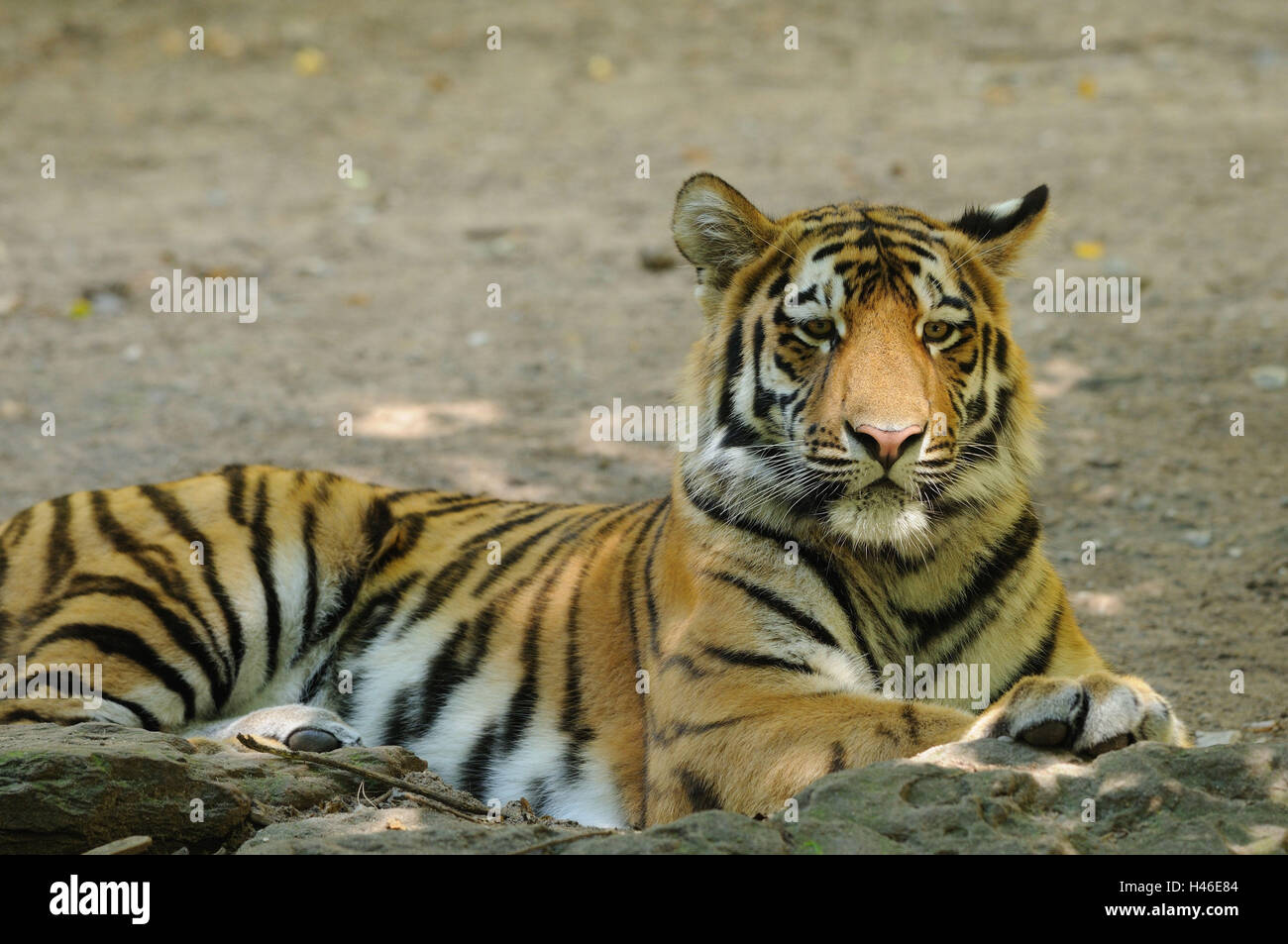 Siberian tiger, Panthera tigris altaica, side view, lie, view in the ...