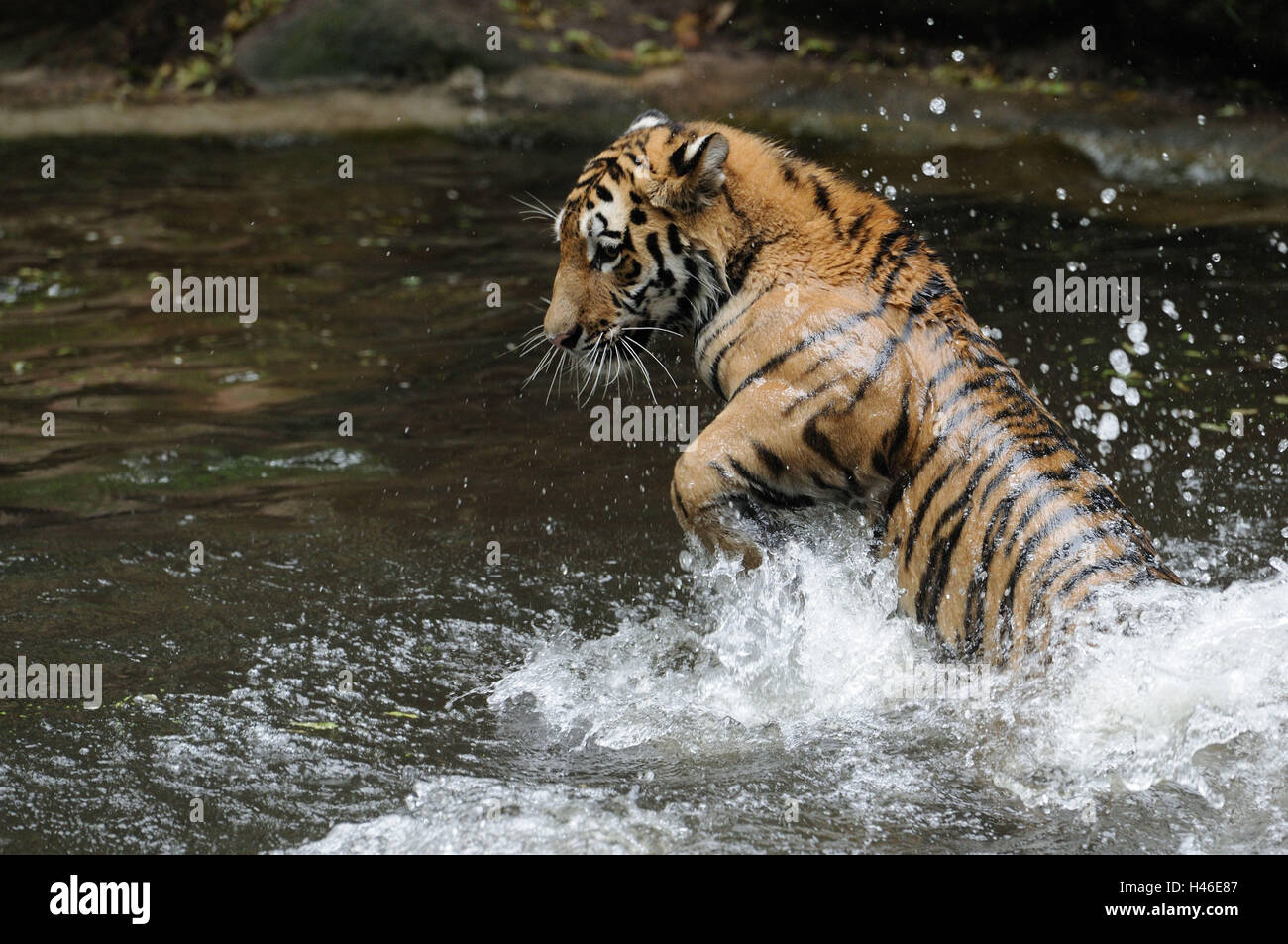 Siberian tiger, Panthera tigris altaica, water, side view, jump Stock Photo - Alamy