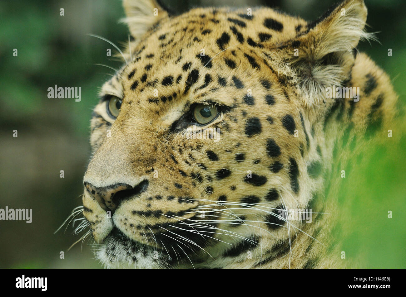 Amur leopard, Panthera pardus orientalis, portrait, side view Stock ...