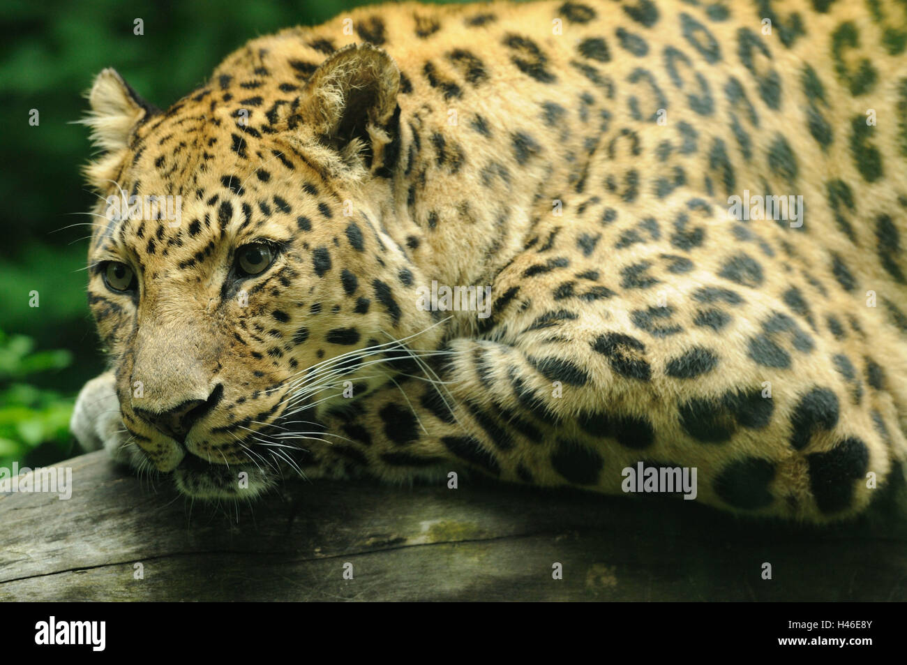 Half of trunk hi-res stock photography and images - Alamy