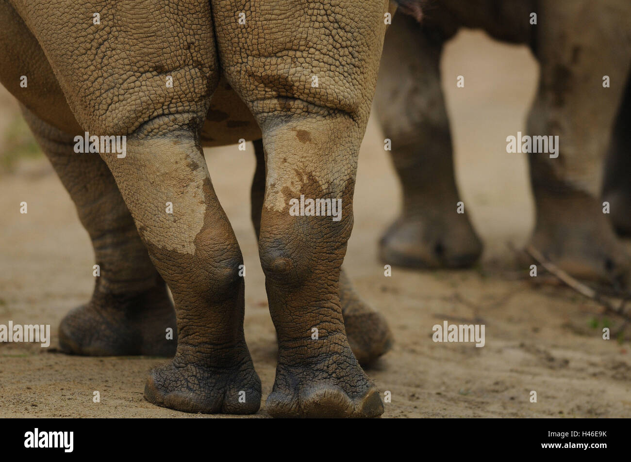 Southern white rhinoceros, Ceratotherium simum simum, hind legs, detail ...