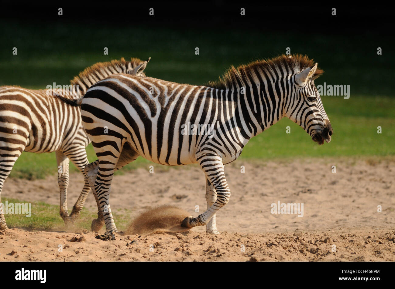 Zebra side view hi-res stock photography and images - Alamy