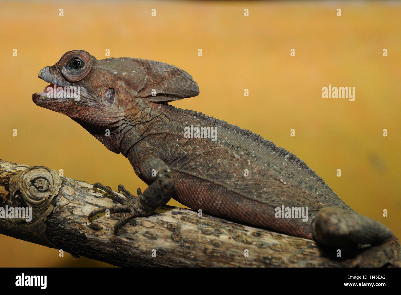 Western basilisk, Basiliscus galeritus, branch, side view, sitting ...