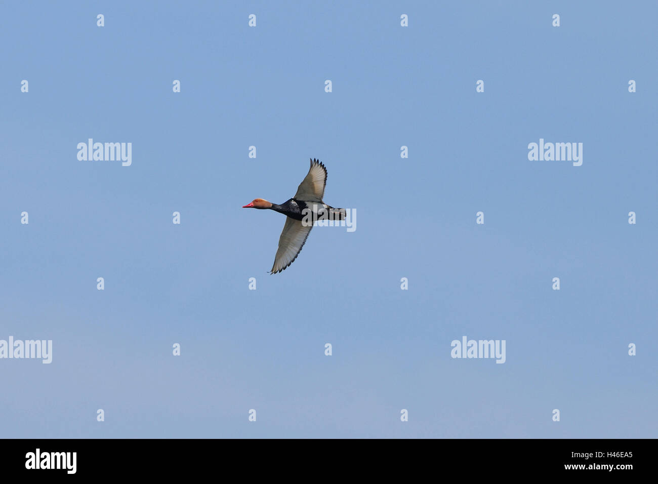 Notice board duck, Aythya ferina, heaven, fly, side view Stock Photo ...