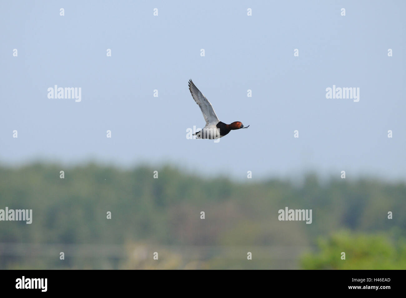 Notice board duck, Aythya ferina, heaven, fly, side view Stock Photo ...