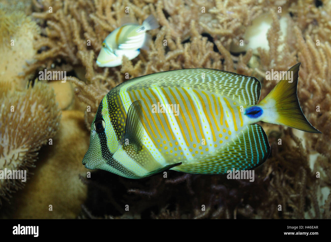 Sail fins doctor's fish, zebra body veliferum, underwater, side view ...