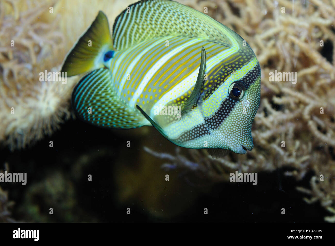 Close up zebra fish hi-res stock photography and images - Alamy